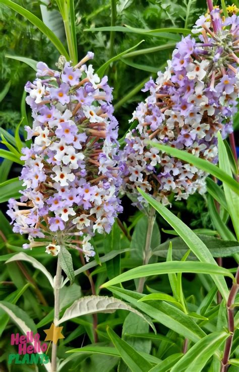 Buddleja Joan 4 Pot Hello Hello Plants