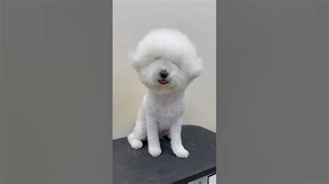 비숑 귀툭튀 강아지 미용 Shorts Bichonfrise 애견미용 Youtube