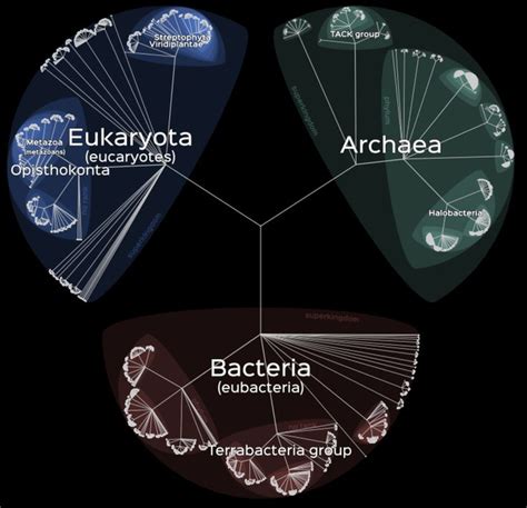 88 Best Data Visualization Tree Network Chart Images On Pinterest