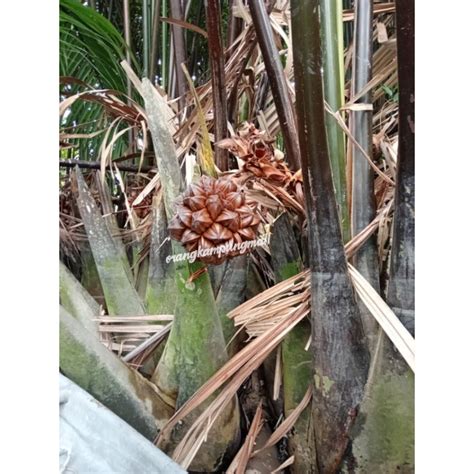 Buah Nipah Setandan Buah Besar Dijamin Segar Dihantar Setandan Untuk