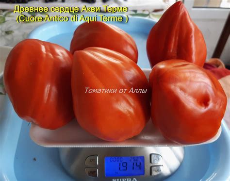 Томат Древнее сердцеАкви Терме: описание сорта, ОТЗЫВЫ (6) | tomatland.ru