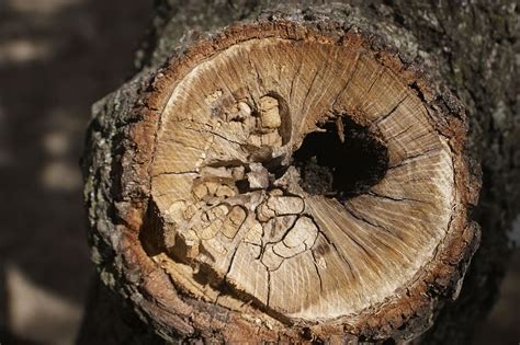 Hd Wallpaper Trunk Tree Wood Bark Cut Trunk Wood Material