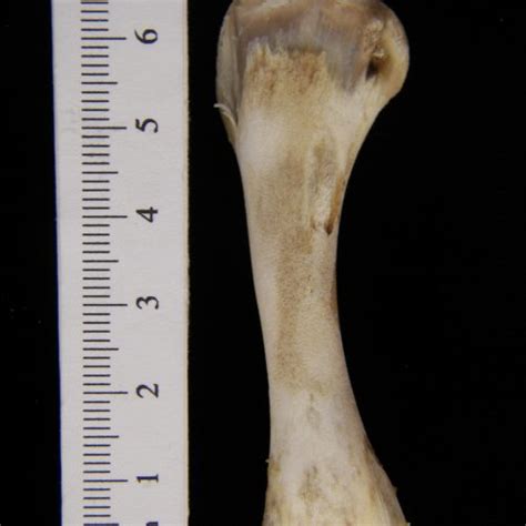 Cattle Bos Taurus Left Tibia Superior View Boneid