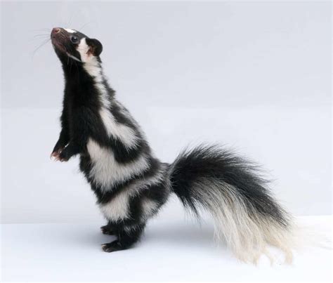 Spotted Skunk Animal Facts Spilogale A Z Animals