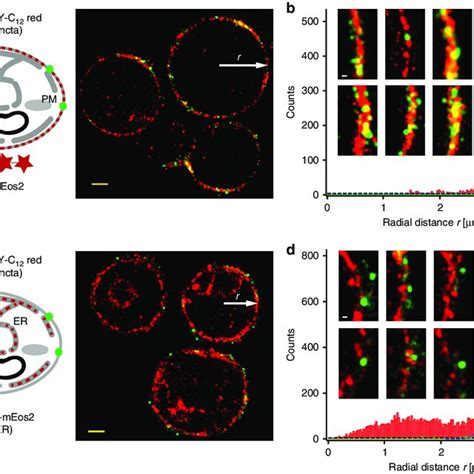 Pdf Single Molecule Localization Microscopy And Tracking With Red Shifted States Of