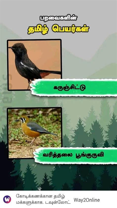 Mopsy Meaning Spanish At Carly Decosta Blog