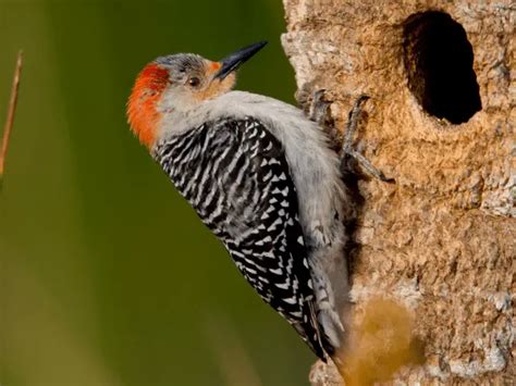 Woodpeckers In North Carolina Species Worth Visiting Love The Birds