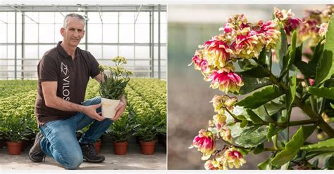 fully automated nursery growing delight