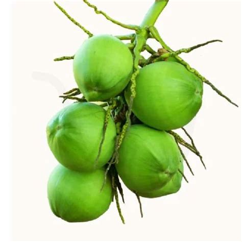Small Green Tender Coconut At ₹ 34 Piece Tender Coconut In Mumbai Id 12773601891