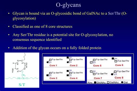 Lecture 7 Glycosylation In Cell Culture Ppt