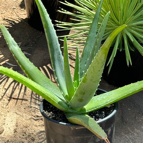 Shop Aloe Vera Plant ‘aloe Barbadensis Fast Delivery Planet Desert