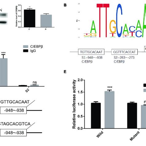 Transcription Factor Cebpβ Adjusted Has2 As1 Expression By Binding