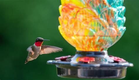 Novelty Bird Feeders Quirky And Unusual Garden Feeders