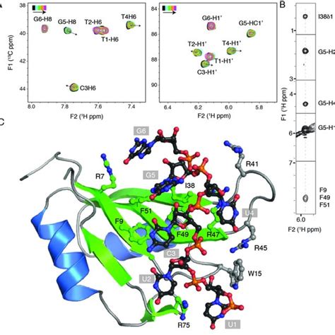 PDF Structural Basis Of Nucleic Acid Binding By Nicotiana Tabacum Glycine Rich RNA Binding