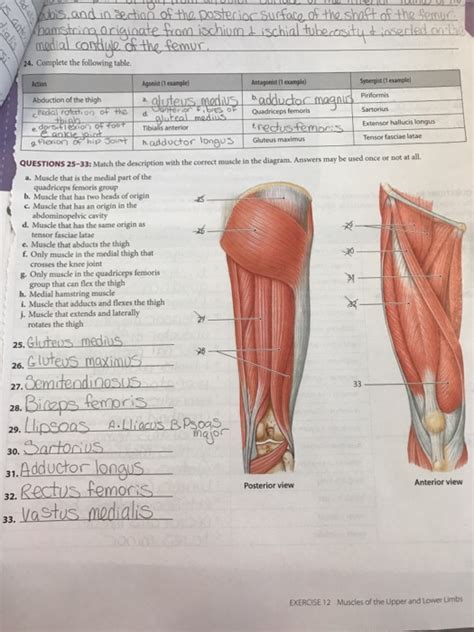 Solved Match The Description Woth The Correct Muscle In The