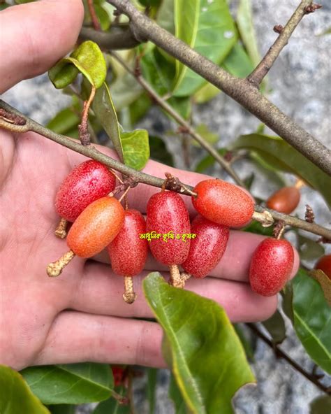 আধুনিক Elaeagnus Angustifolia বা Silver Berry ফল। পাতা লম্বাটে সরু এবং রূপালি ধূসর আঁশে ঢাকা