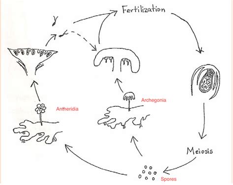 Liverworts Life Cycle
