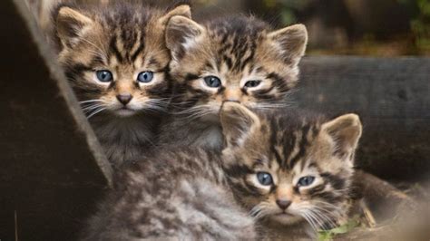 Shepreth Scottish Wildcat Kittens Part Of Project To Save Species BBC