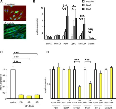 Lpl Knockdown By Rnai In Rat L6 Myotubes A Typical Morphological