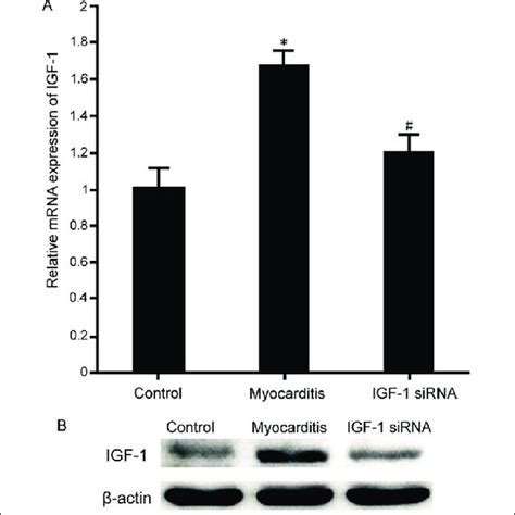 Expression Of Igf 1 In Myocarditis Of Ldl R Knockout Mice By Igf 1 A