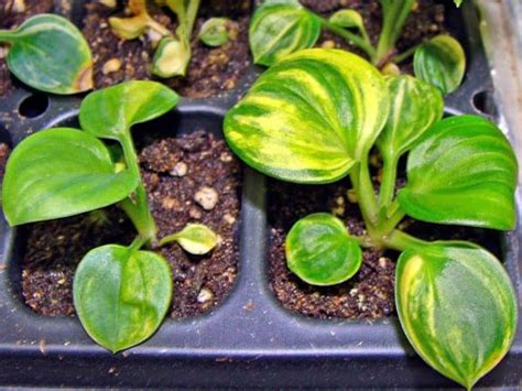 Blue Hostas 30 Varieties And Complete Topic Overview World Of