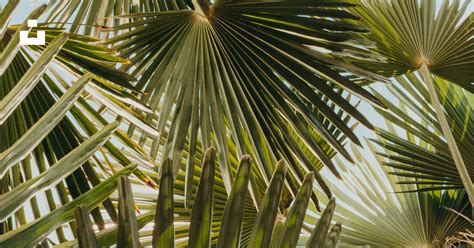 야자수 잎의 클로즈업 사진 Unsplash의 무료 야자수 이미지