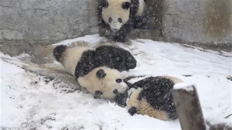 Giant Pandas Having Great Fun On Snow Days In Nw China Cgtn