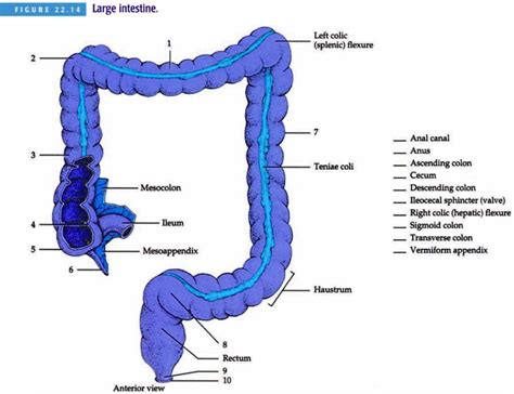 Figure 22 14 Large Intestine Figure 22 14 Large Intestine Left Colic Splenic Flexure Anal