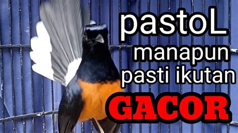Pancingan Emosi Murai Batu Ketrekan Murai Pancing Emosi Youtube