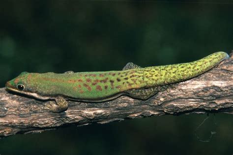 Phelsuma Comorensis Junglekeyfr Wiki