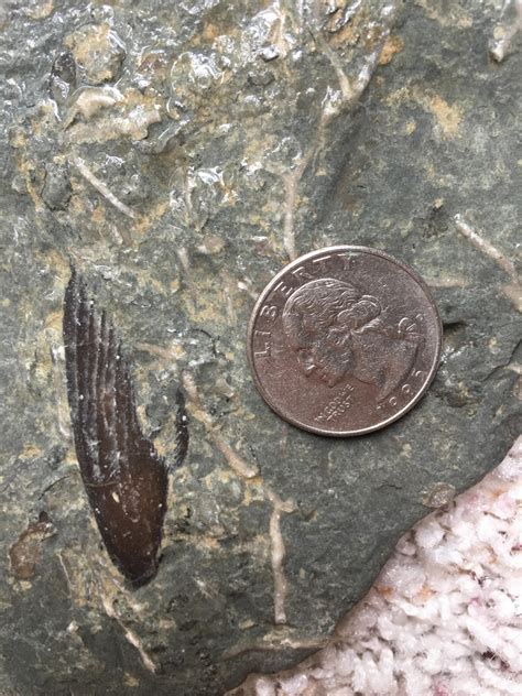 96 Best Ordovician Images On Pholder Fossilid Fossil Porn And