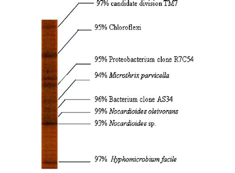 Identification Of Bands In The Bacterial Dgge Pattern Of Activated