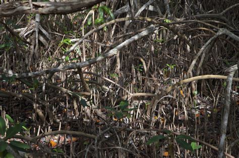 Mangrove Prop Roots And Pneumatophores Clippix Etc Educational