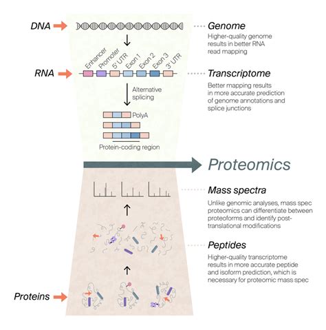 Performing Mass Spectrometry Based Proteomics In Organisms With Minimal Reference Protein