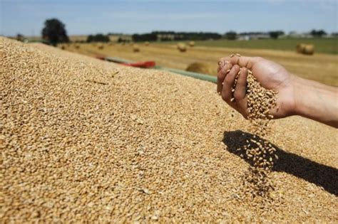Pergjysmohet Siperfaqja E Tokes Se Mbjelle Me Grure Ne Kosove Agronewsal