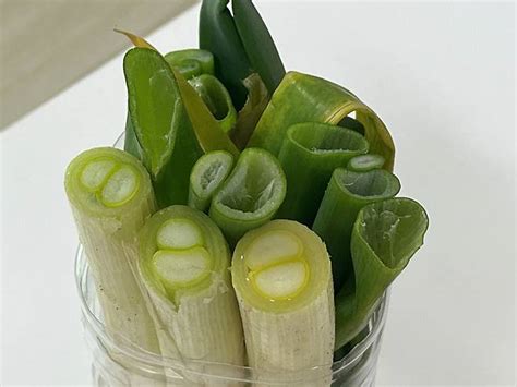 대파 보관 냉장고에 그냥 두지 마세요 이렇게 해야 끝까지 신선합니다 텐꿀팁