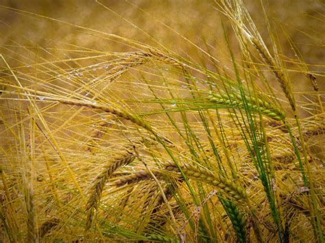 Обои поле колосья капли от Photomonstr картинки на рабочий стол и заставки