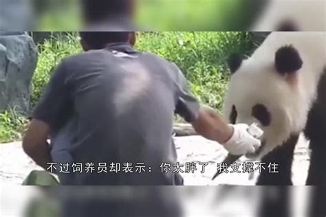 大熊猫靠在饲养员身上却惨被嫌弃，饲养员：你太胖了我撑不住！大熊猫