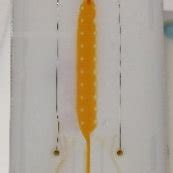 Optical Photograph Of The Buffer Flow Confinement Into The Separation Download Scientific