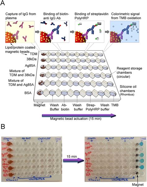 illustration of mtbe for simultaneous detection of igg response against