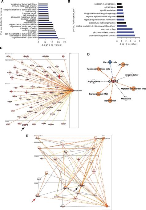 Caspase 8 Interactome 291 Differentially Expressed Proteins With A Download Scientific Diagram