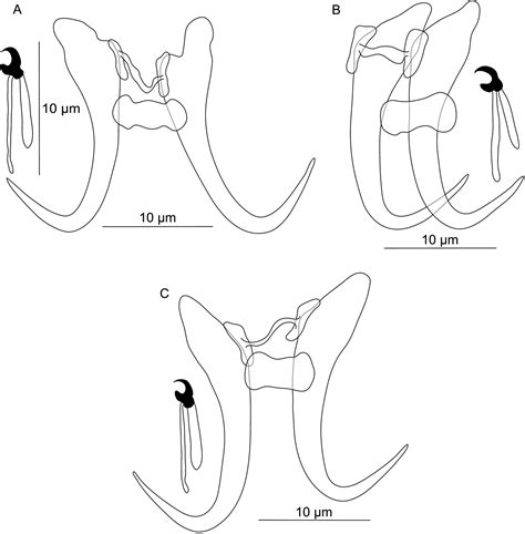 Uncovering The Monogenean Species Diversity Of Cyprinoid Fish In Iraq