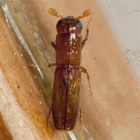Pinhole Bark Borer Beetle Euplatypus Compositus Bugguide Net