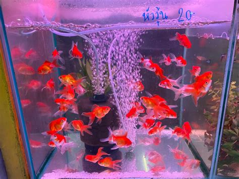 ปลาสวยๆจ้า ราคาไม่แรง 📌 ห้างฟิวเจอร์พาร์ครังสิต ชั้น B ใต้ดิน ทางออกประตูb2 ประตูmkชั้นใต้ดิน