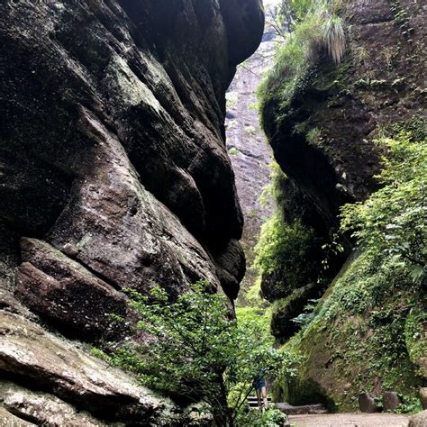 One Of The Three Sub Categories Of Wu Long Oolong Wu Yi Yan Cha