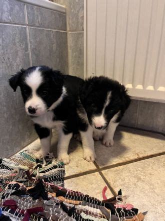 Border Collie Welpe Hündin in Hungen Hessen Snautz de