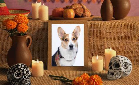 ¿cuándo Llegan Las Mascotas En Día De Muertos Esta Es La Fecha Para
