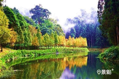 衫林溪夢幻黃金水杉美景紅葉季節森林賞楓必遊 景點家 LINE TODAY
