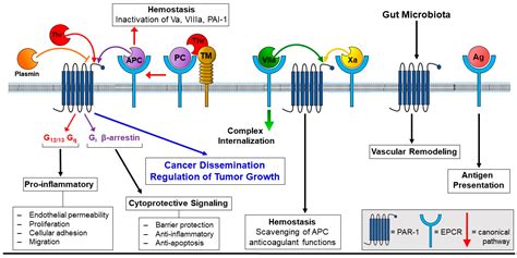 Cancers Free Full Text Comment On “endothelial Protein C Receptor