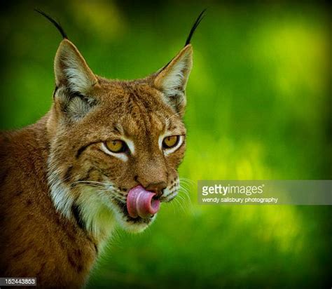Licking Tongue Silhouette Fotografías E Imágenes De Stock Getty Images